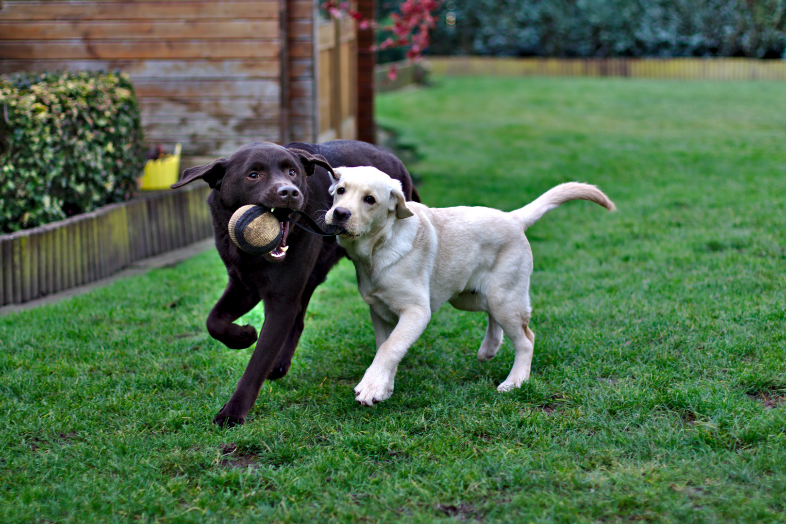 Labbi's beim Spielen Foto & Bild | tiere, haustiere, hunde Bilder auf ...
