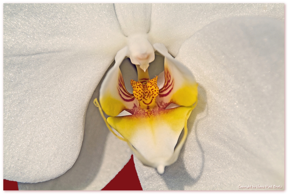 Labellum Foto & Bild | pflanzen, pilze & flechten, blüten ...