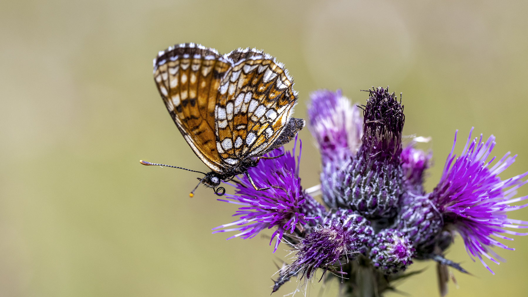 Laben an der Ackerdistel Foto & Bild | tiere, wildlife, schmetterlinge ...