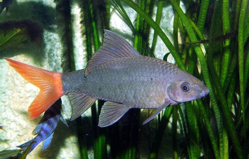 Labeo Foto & Bild | tiere, haustiere, aquaristik Bilder auf fotocommunity