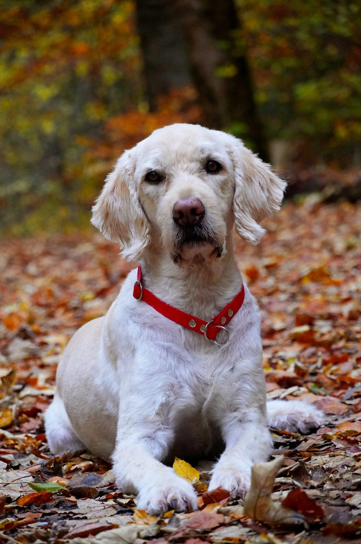 Labradoodle im herbstlichen Wald Foto & Bild | fotos, bäume, hunde ...