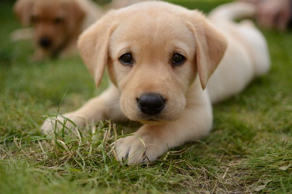 Labrador Welpen Fotos & Bilder auf fotocommunity