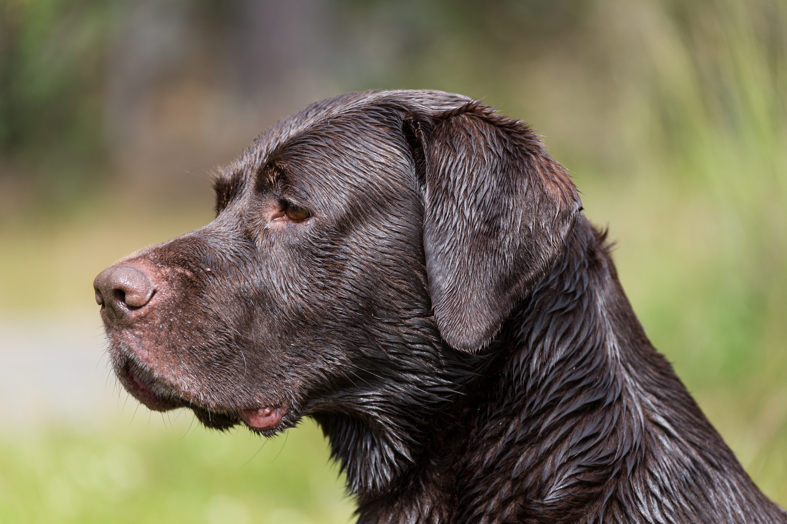 Labrador "Charlie" Foto & Bild | tiere, haustiere, hunde Bilder auf ...