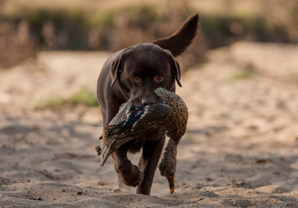 Labrador Gina Foto & Bild | ente, labrador, jagdhunde Bilder auf ...