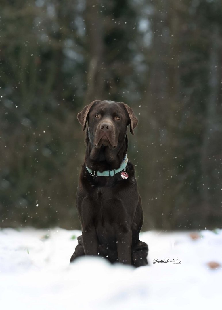 Labrador in „Schoko“ Foto & Bild | tiere, haustiere, hunde Bilder auf ...