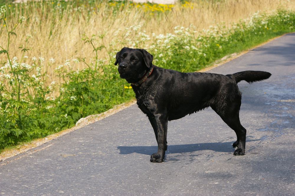 Labrador mit schöner Otterrute Foto & Bild | tiere, haustiere, hunde ...