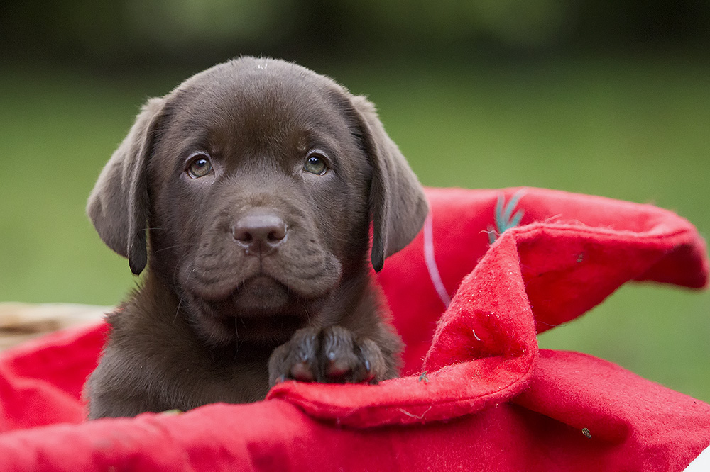 Labrador of Angelgoods Welpe Foto & Bild | tiere, haustiere, hunde ...