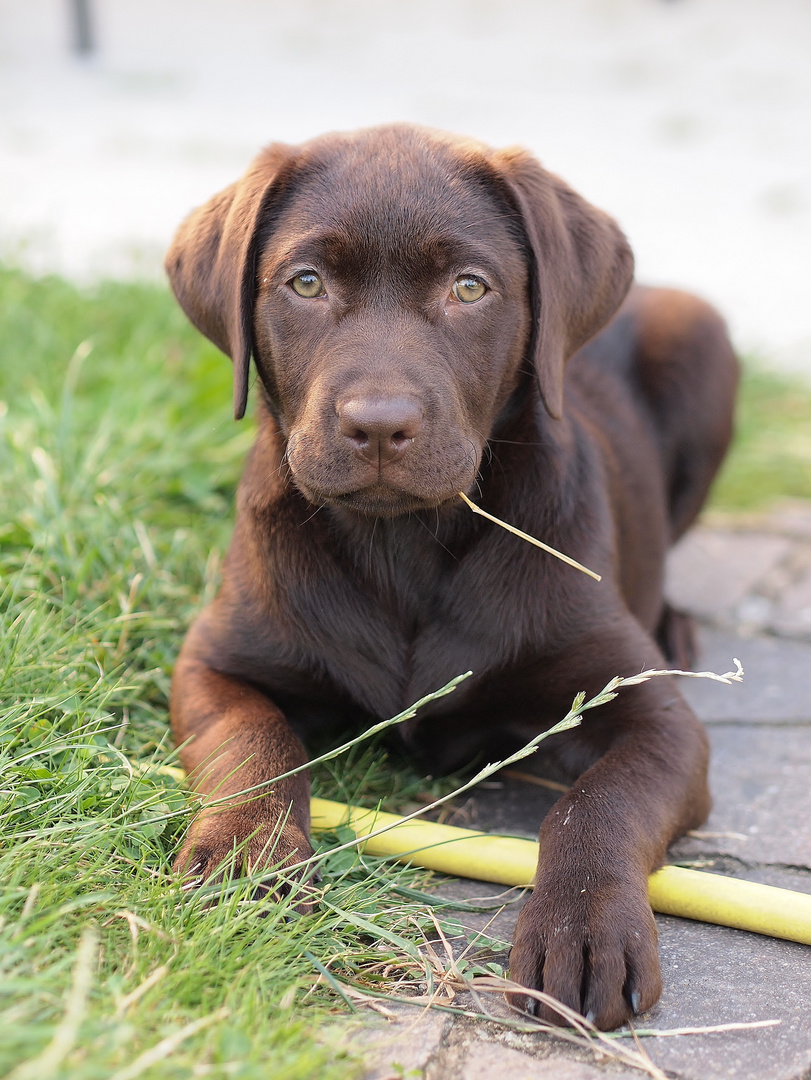 Labrador puppy Foto & Bild | tiere, tierkinder, natur Bilder auf ...