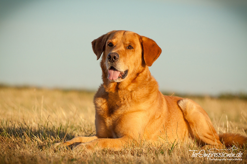 Labrador-Retriever Foto & Bild | tiere, haustiere, hunde Bilder auf ...