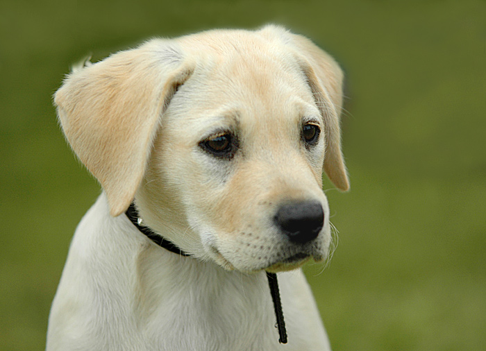 Labrador Retriever-Welpe Foto & Bild | tiere, haustiere, hunde Bilder ...