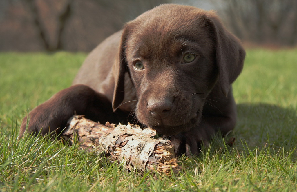 Labrador Schoko Welpe Foto & Bild | tiere, haustiere, hunde Bilder auf ...