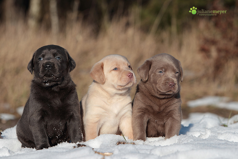 Labrador Welpen Foto & Bild | tiere, tierkinder, hunde Bilder auf ...