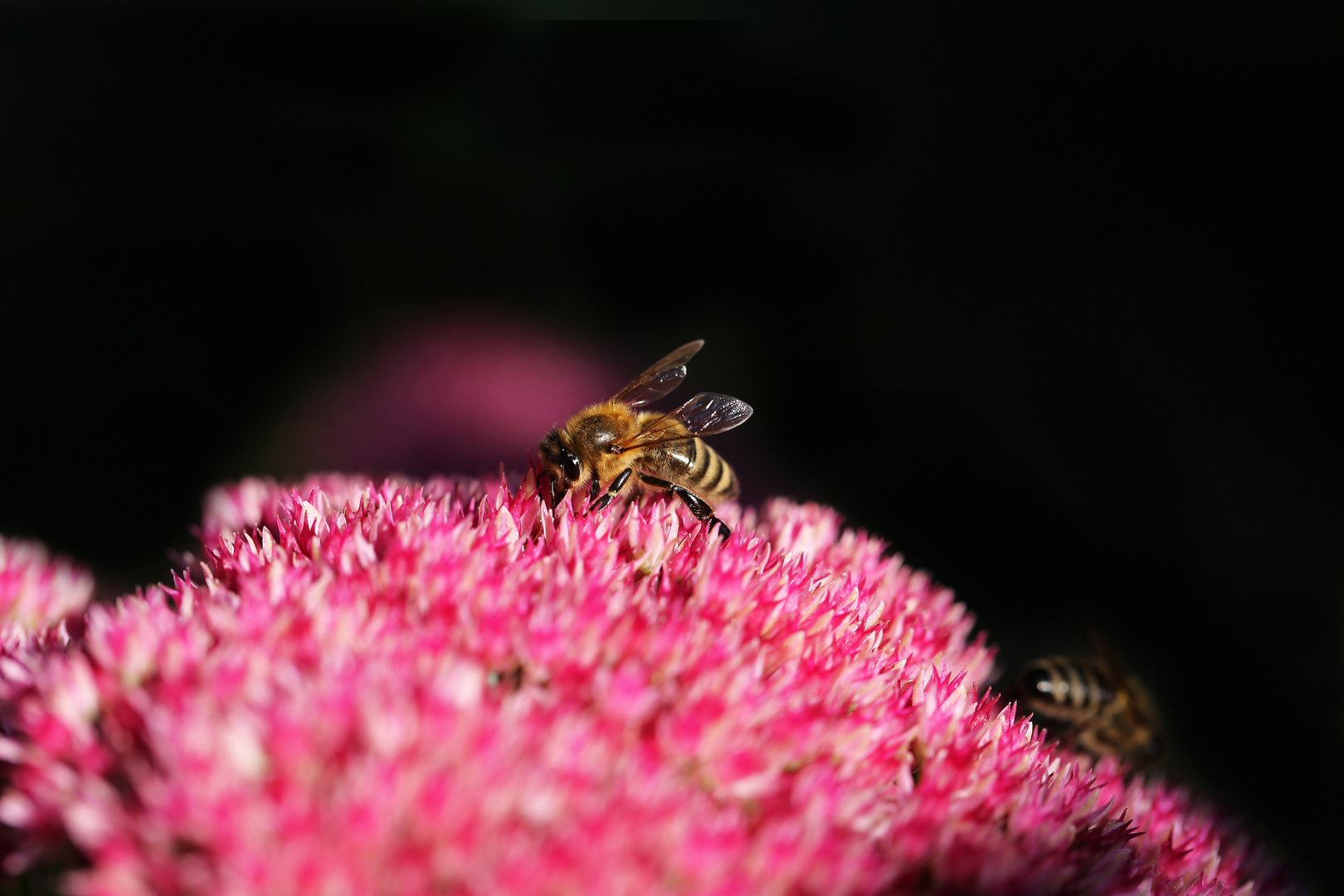 Labung Foto & Bild | outdoor, makro, natur Bilder auf fotocommunity