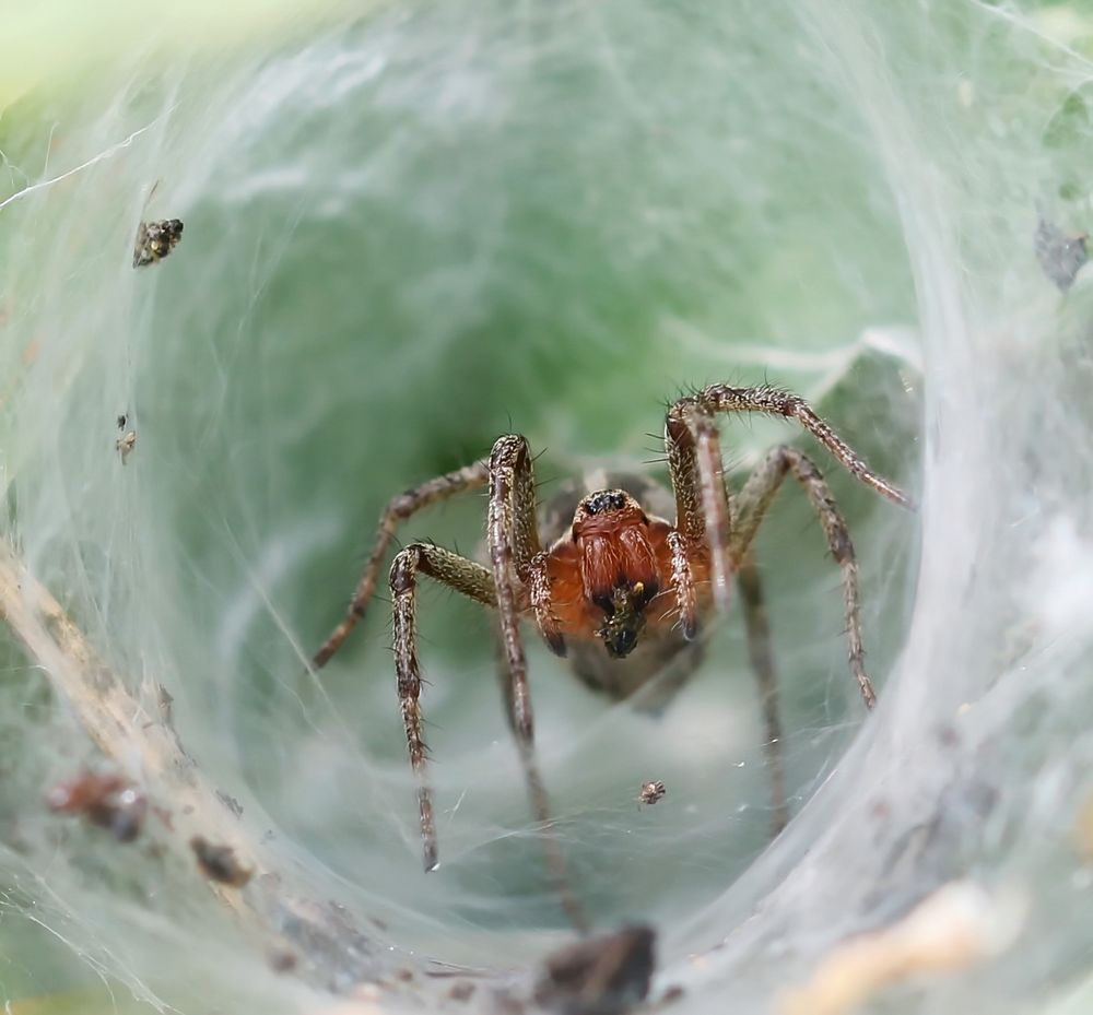 Labyrinthspinne (Agelena labyrinthica) Foto & Bild | natur, tiere ...