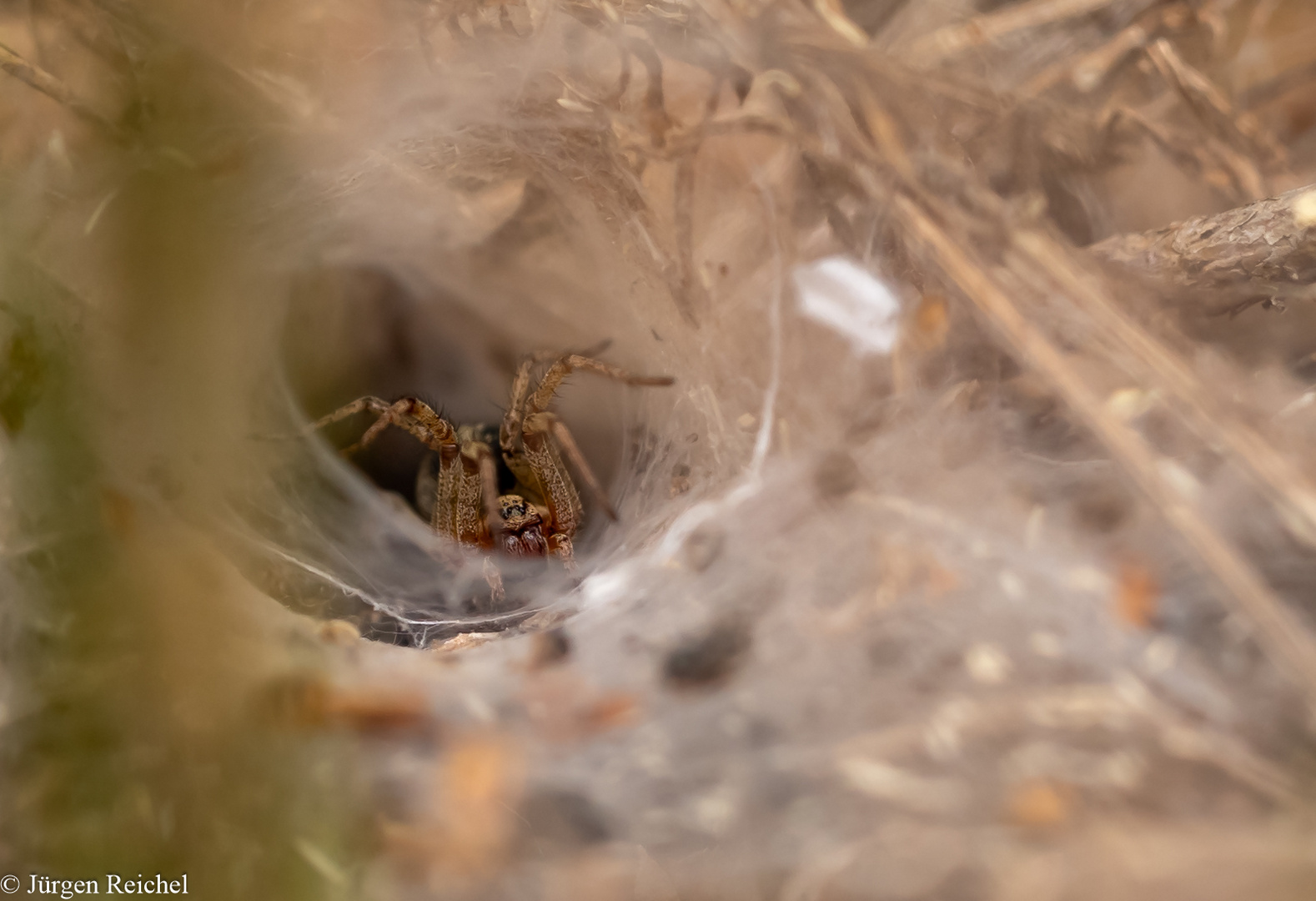 Labyrinthspinne ( Agelena labyrinthica ) Foto & Bild | tiere, wildlife ...