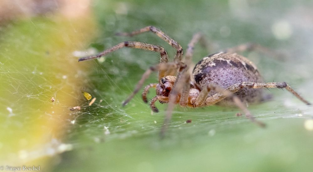 Labyrinthspinne ( agelena labyrinthica ) Foto & Bild | tiere, wildlife ...