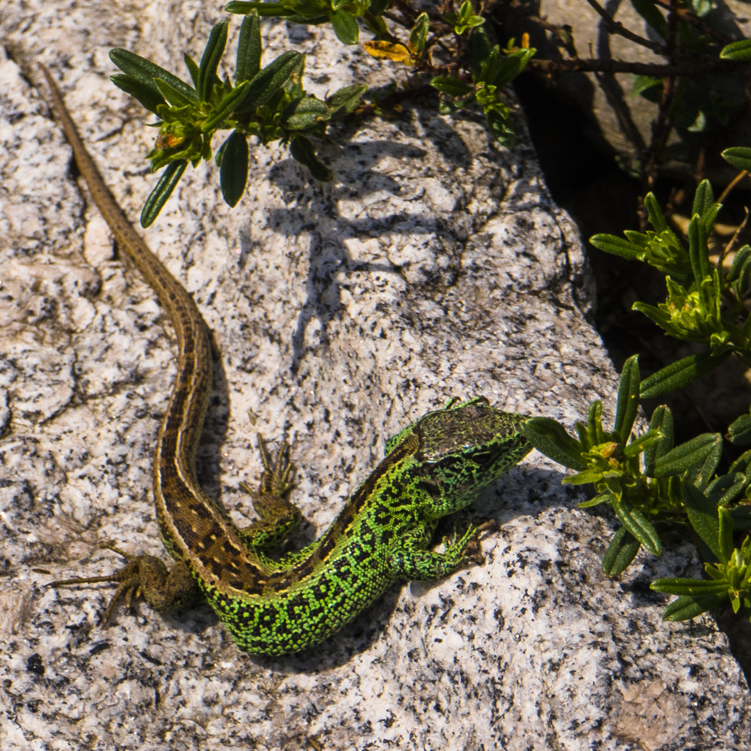 Lacerta agilis Foto & Bild | tiere, wildlife, amphibien & reptilien ...