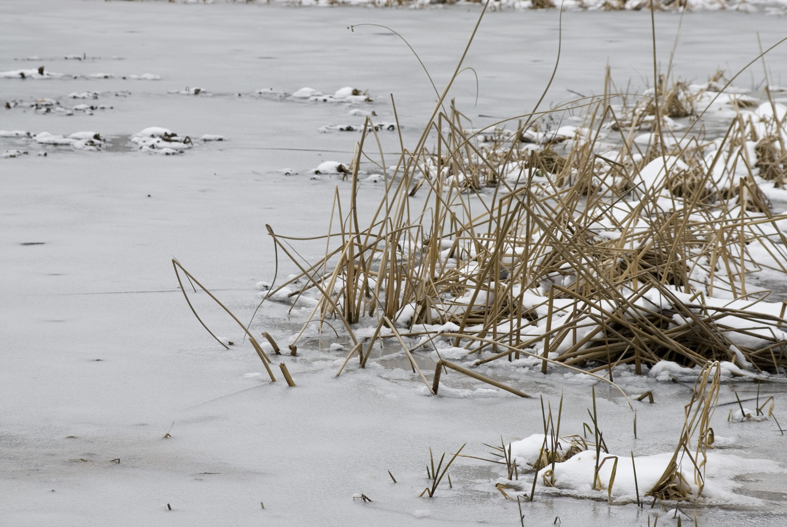 Lach Foto & Bild | monatswettbewerbe natur, 2020, 01 natur - winter ...