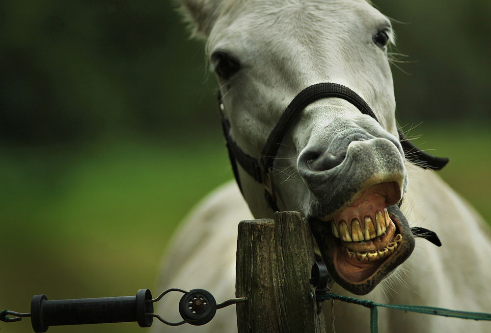 Lach mal wieder ... Foto & Bild | tiere, haustiere, pferde, esel ...