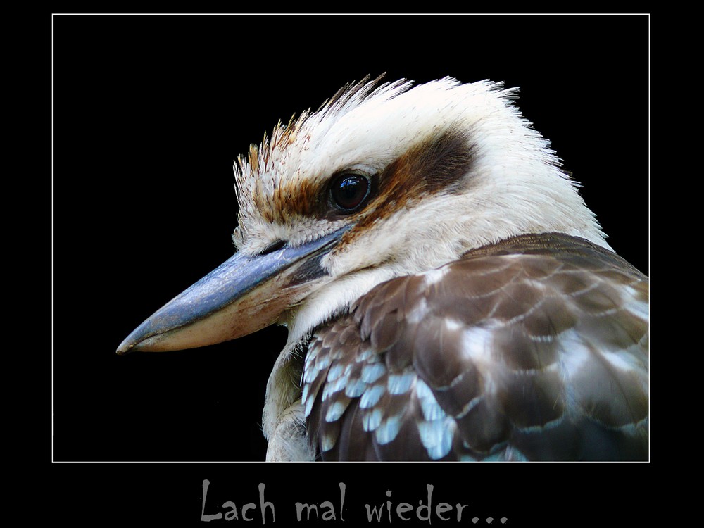 lach mal wieder...lachender hans...:-) Foto & Bild | tiere, zoo ...