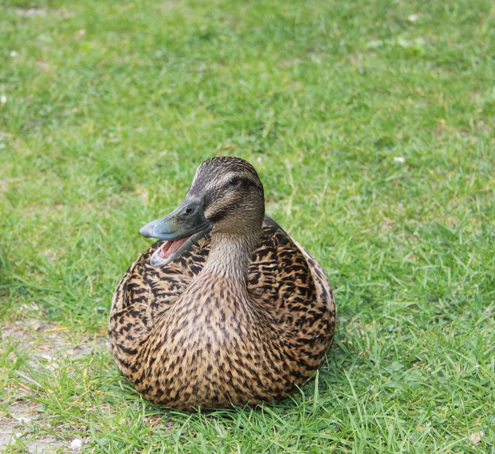 Lachende ente Foto & Bild | tiere, wildlife, wild lebende vögel Bilder ... Lachende ente Foto & Bild | tiere, wildlife, wild lebende vögel Bilder ...