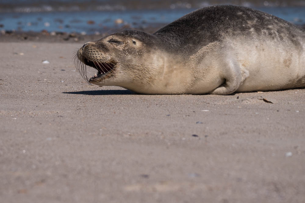 lachende Robbe Foto & Bild | tiere, natur, wildlife Bilder auf ...
