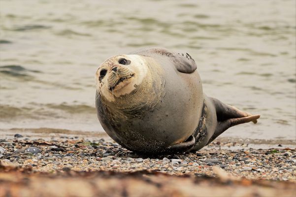 Meeressäuger Bilder & Fotos