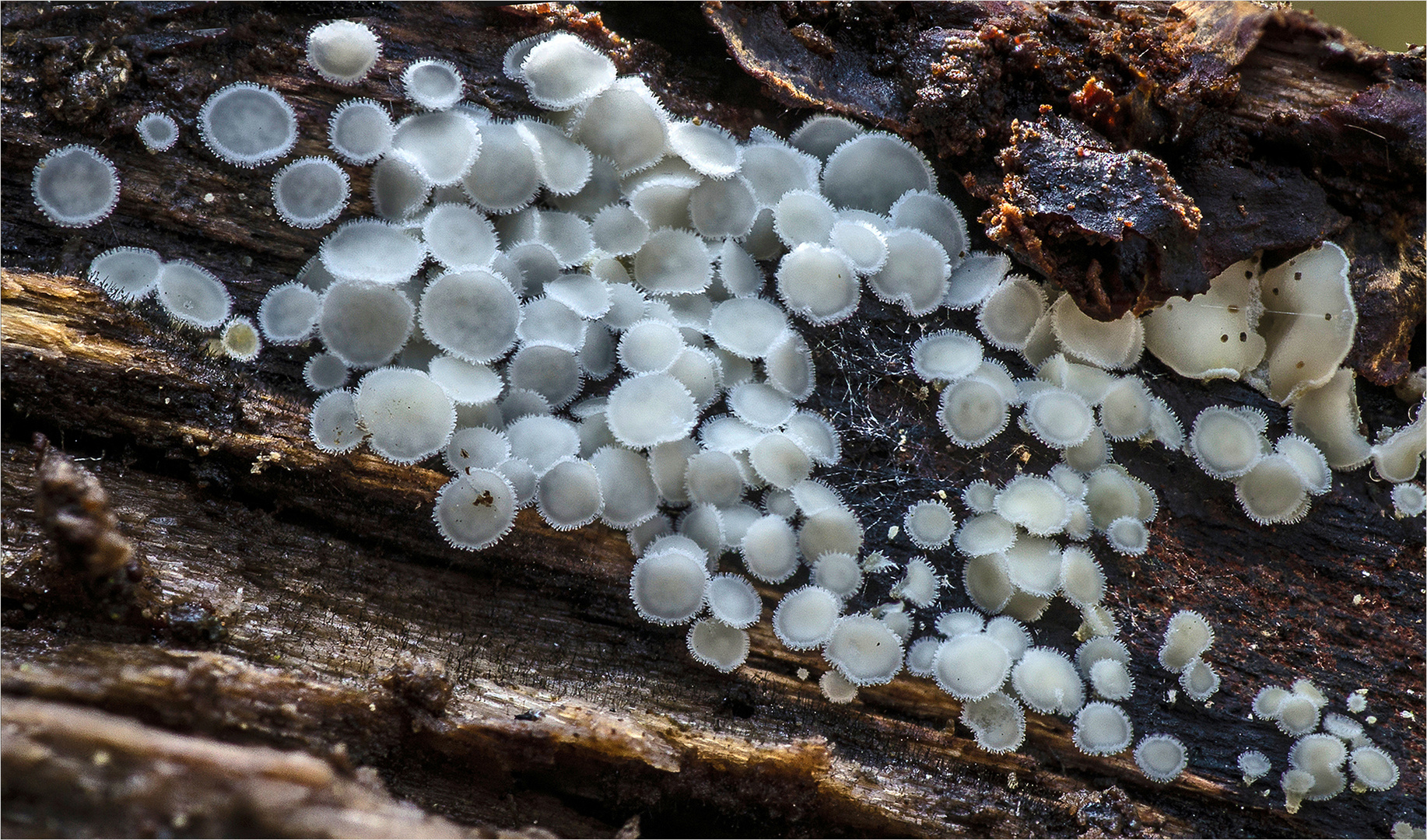 Lachnum-virgineum_Weisses Haarbecherchen Foto & Bild | pflanzen, pilze ...