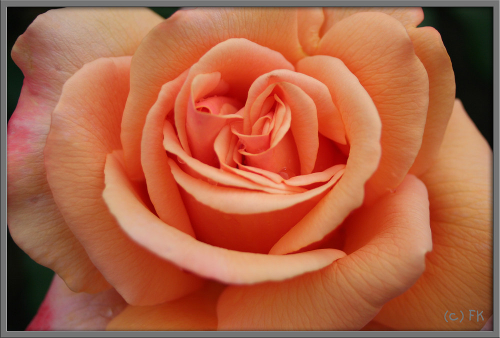 Lachs- Rose Foto & Bild | pflanzen, pilze & flechten, blüten ...