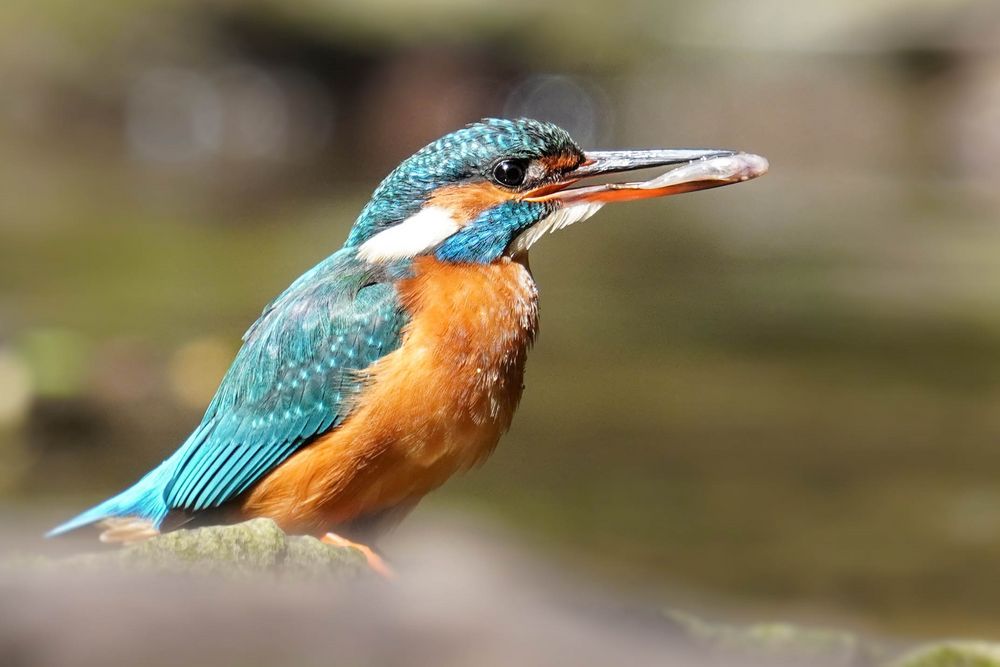 Lady Eisi hat Fischi Foto & Bild | natur, tiere, wildlife Bilder auf ...