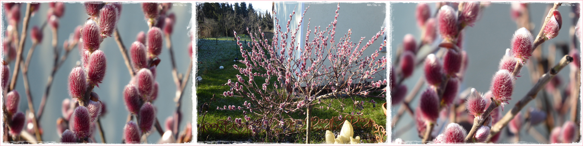 Lady in Pink Foto & Bild | pflanzen, pilze & flechten, blüten ...
