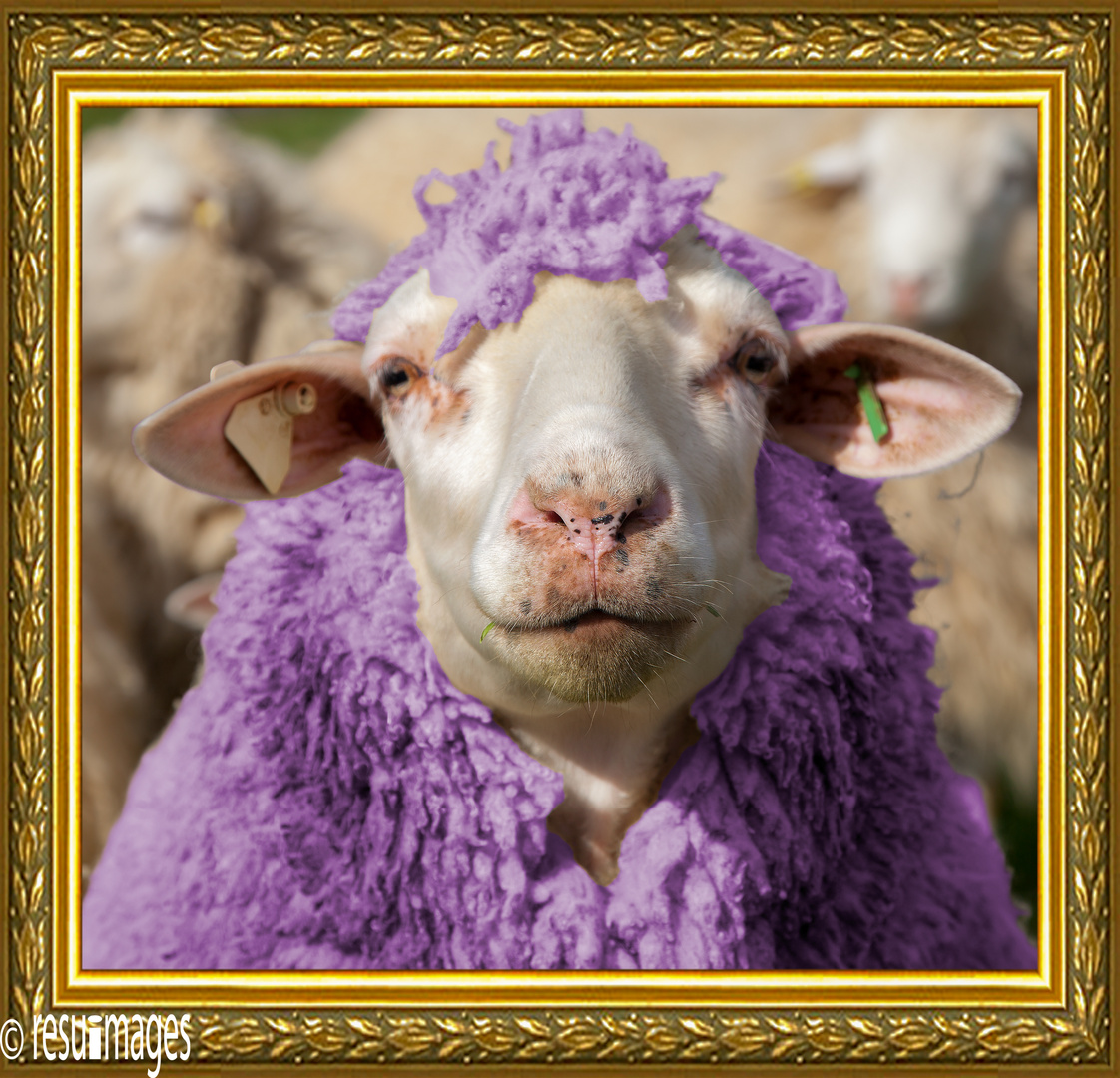 Lady Sheep Foto & Bild | jahreszeiten, winter, resuimages Bilder auf ...