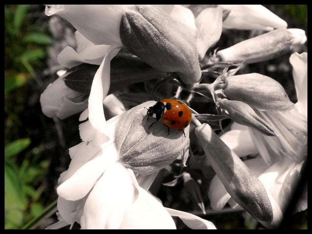 ladybug Foto & Bild | animals, wildlife, insects Bilder auf fotocommunity