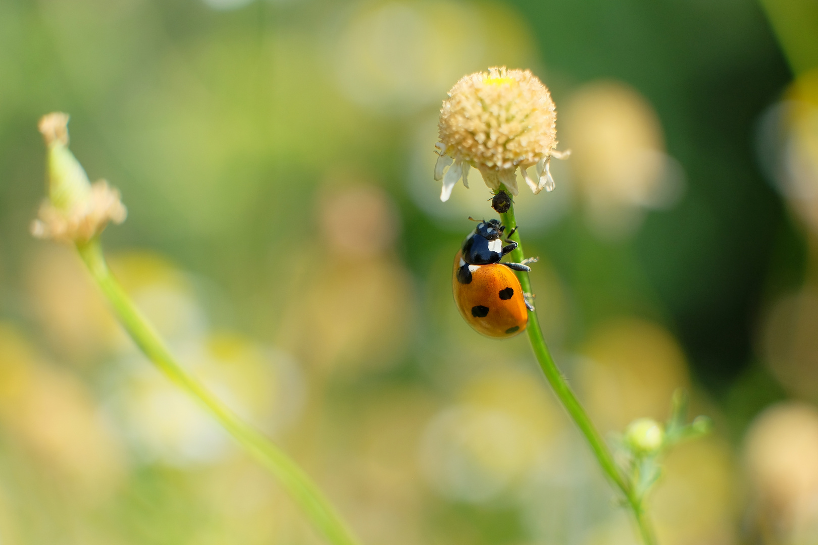 Ladybug Foto & Bild | tiere, wildlife, insekten Bilder auf fotocommunity
