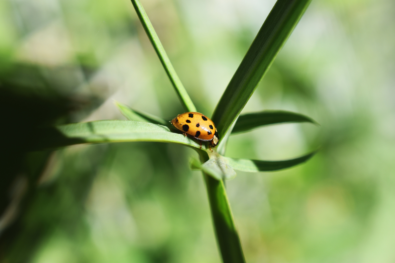 Ladybug Foto & Bild | tiere, wildlife, insekten Bilder auf fotocommunity