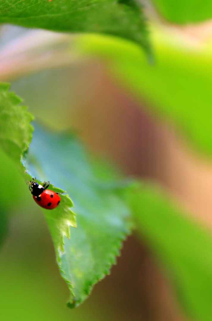 Ladybug Foto & Bild | tiere, wildlife, insekten Bilder auf fotocommunity