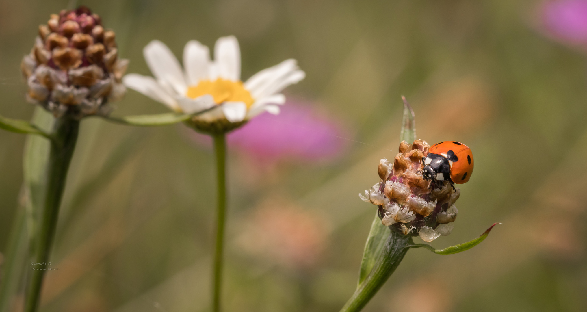 Ladybug Foto & Bild | nah- & makro, natur, techniken Bilder auf ...