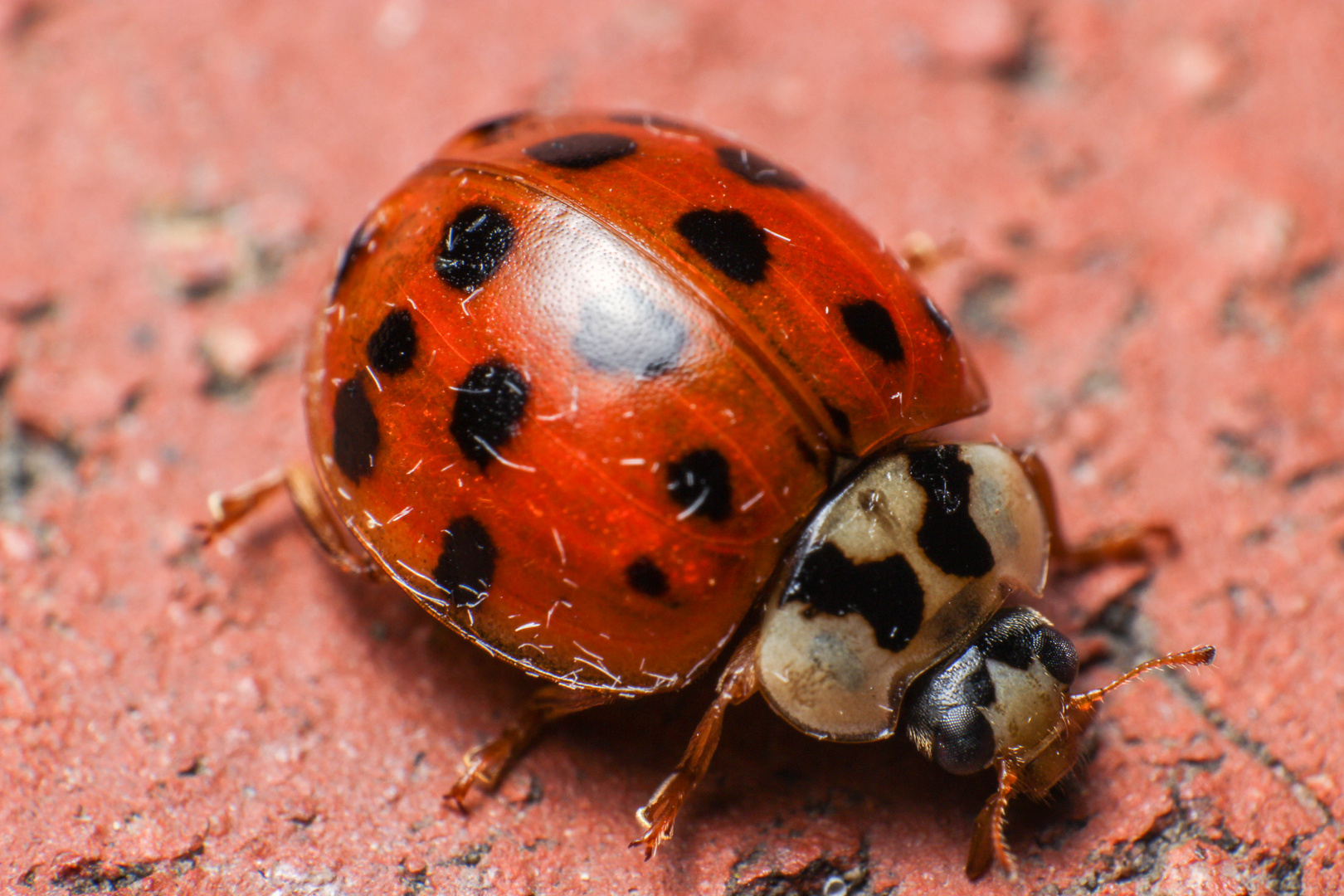 Ladybug Foto & Bild | tiere, rot, makro Bilder auf fotocommunity
