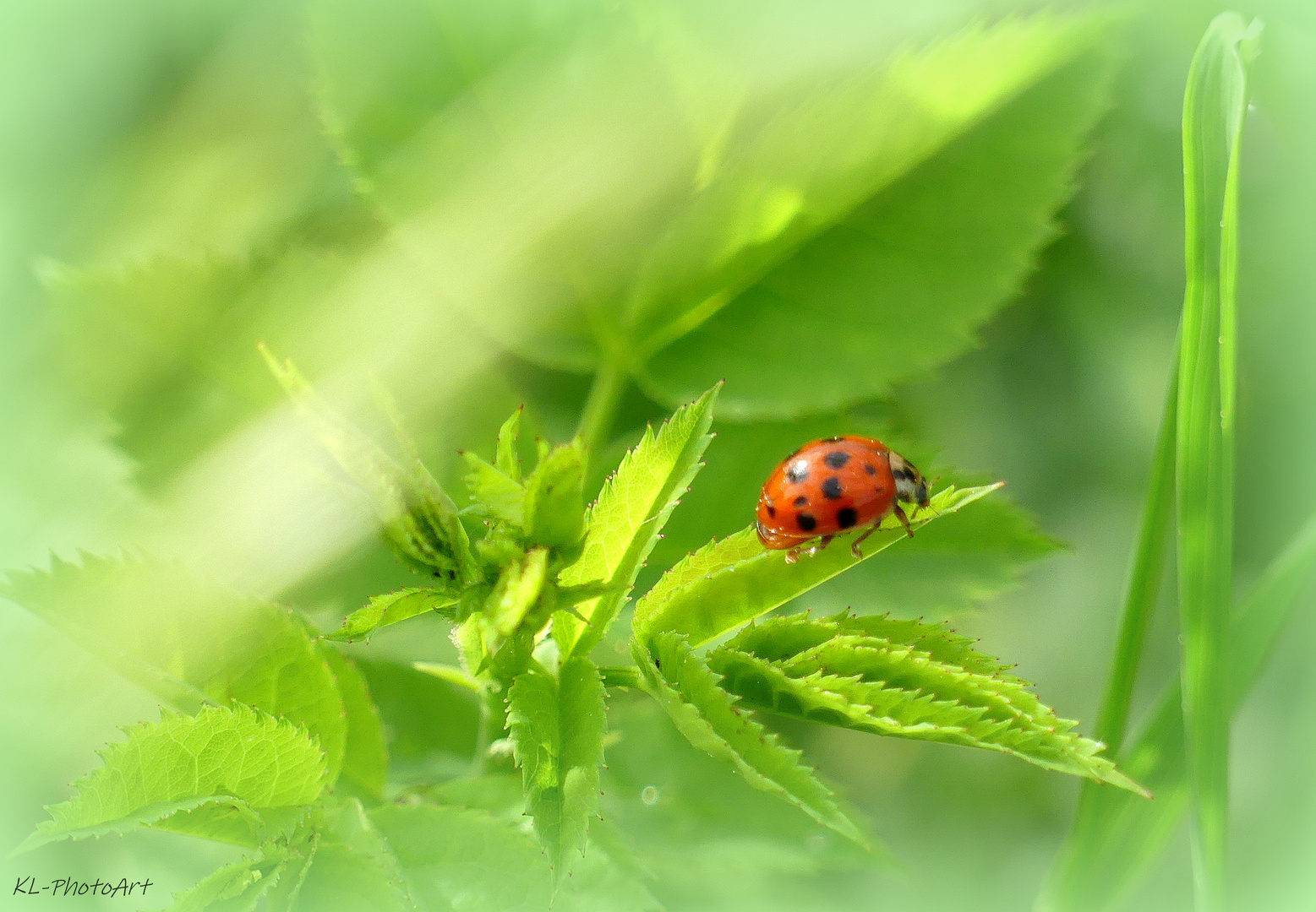Ladybug Foto & Bild | natur, insekten, wildlife Bilder auf fotocommunity