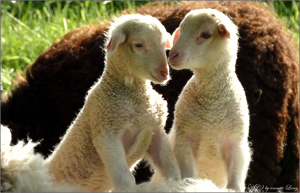 Lämmer_1 Foto & Bild | tiere, natur, haustiere Bilder auf fotocommunity