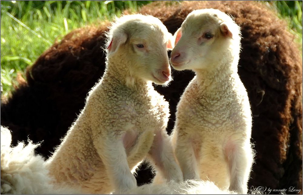 Lämmer_1 Foto & Bild | tiere, natur, haustiere Bilder auf fotocommunity