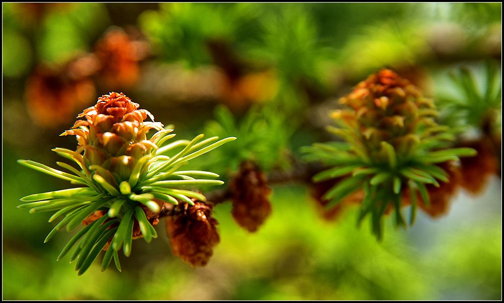 Lärche Foto & Bild | pflanzen, pilze & flechten, bäume, nadelbäume ...