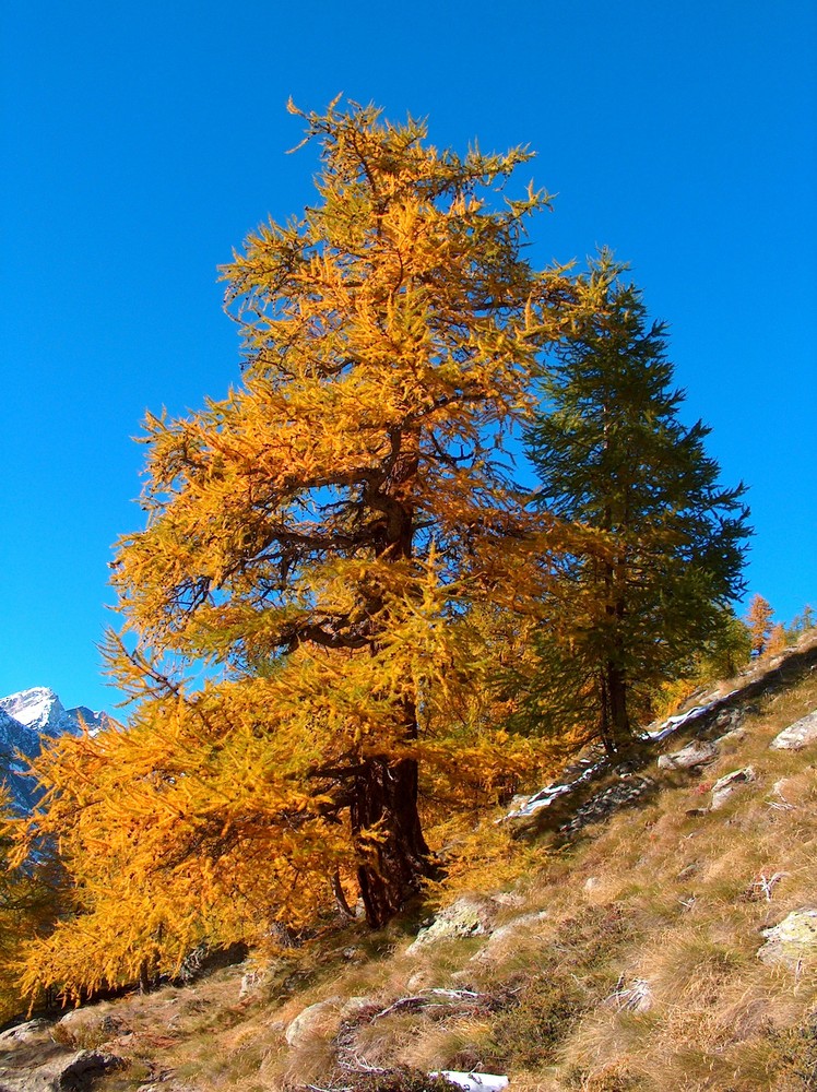 Lärche im Herbst Foto & Bild | jahreszeiten, herbst, natur Bilder auf ... Lärche im Herbst Foto & Bild | jahreszeiten, herbst, natur Bilder auf ...