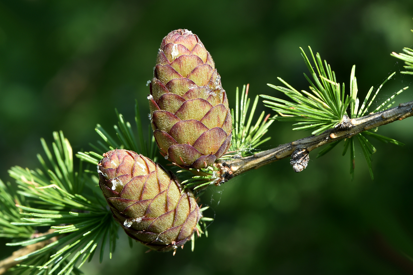 Lärchenzapfen Foto & Bild | makro, natur, pflanze Bilder auf fotocommunity