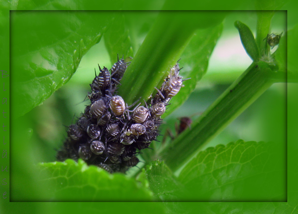 Läuse *** Foto & Bild | tiere, wildlife, insekten Bilder auf fotocommunity