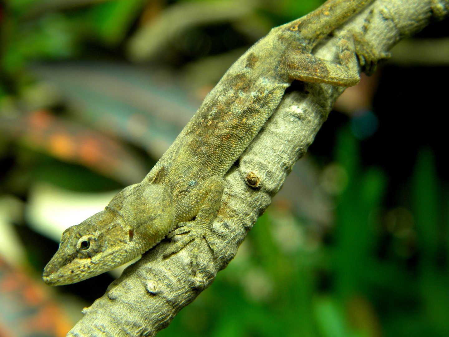 lagartija arboricola Imagen & Foto | animales, reptiles , naturaleza ...