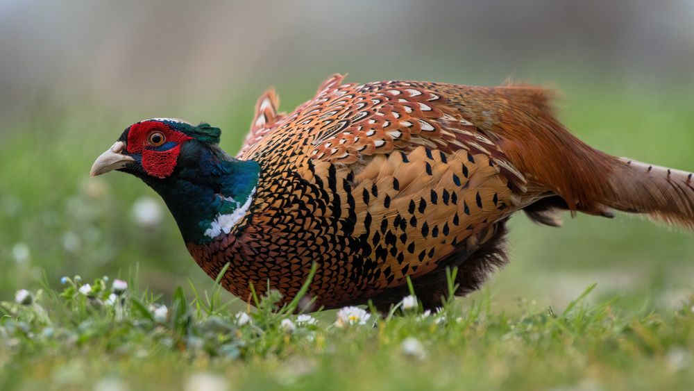 lage peilen Foto & Bild | stillleben, tiere, wildlife Bilder auf ...