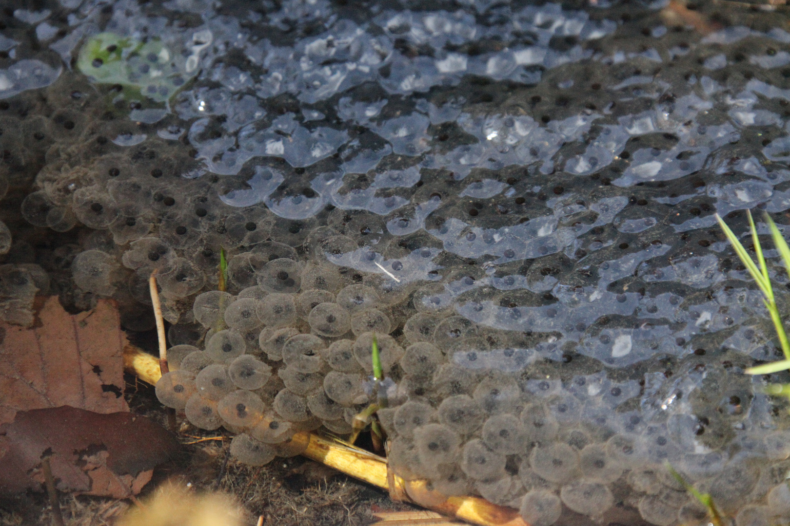 Laich Foto & Bild | natur, tiere, frosch Bilder auf fotocommunity