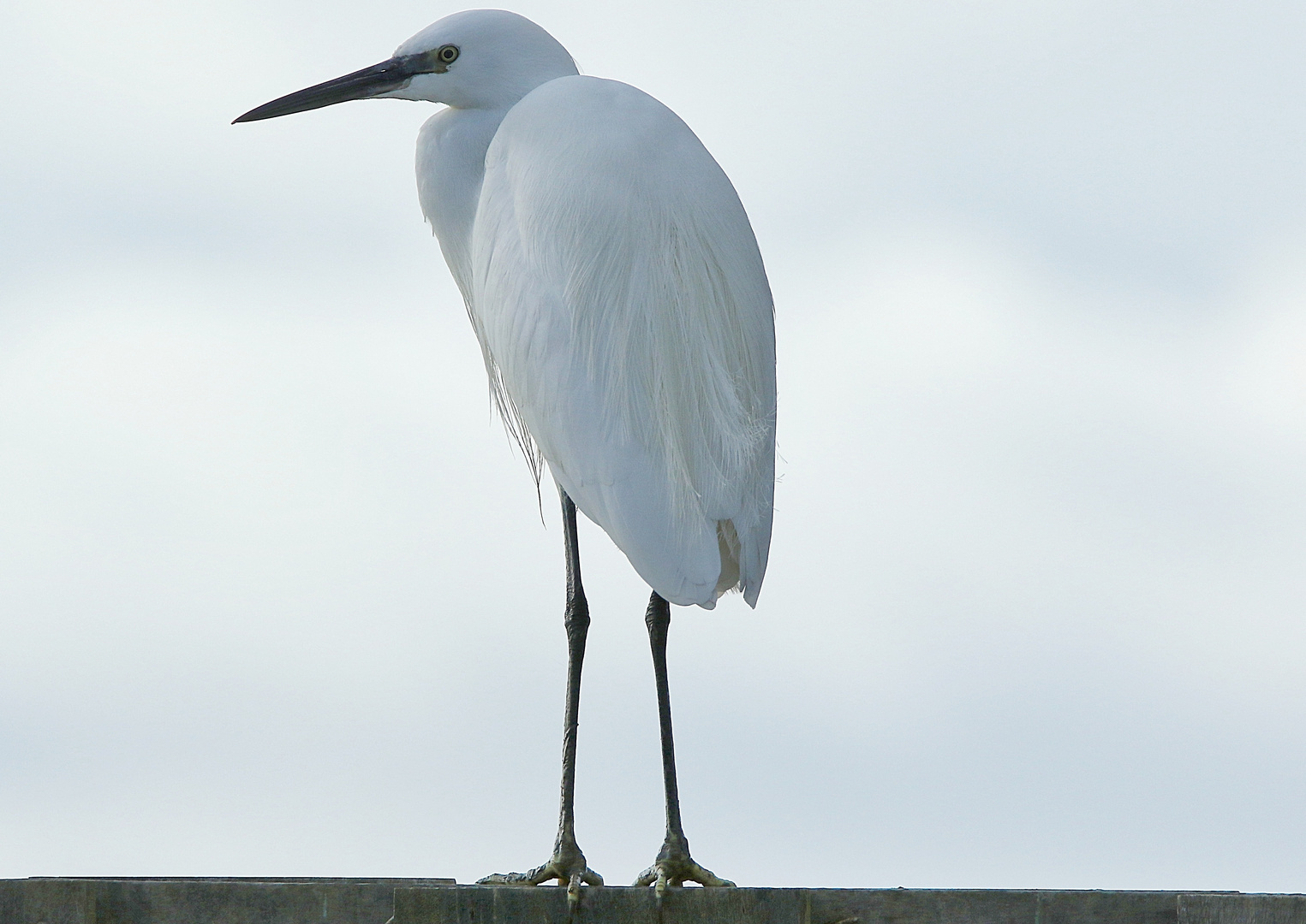 l'aigrette ! photo et image | animaux, animaux sauvages, oiseaux Images ...