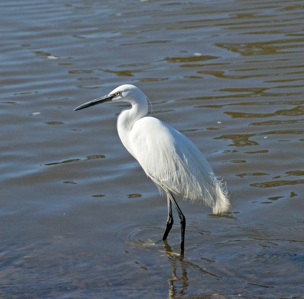 L'aigrette photo et image | animaux, animaux sauvages, oiseaux Images ...